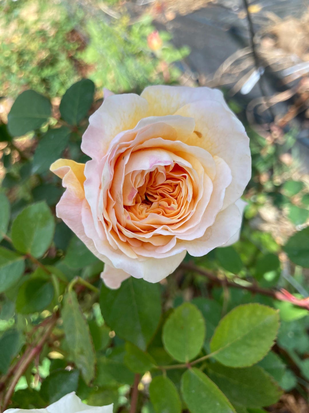 AUSCOT English Rose - Etsy