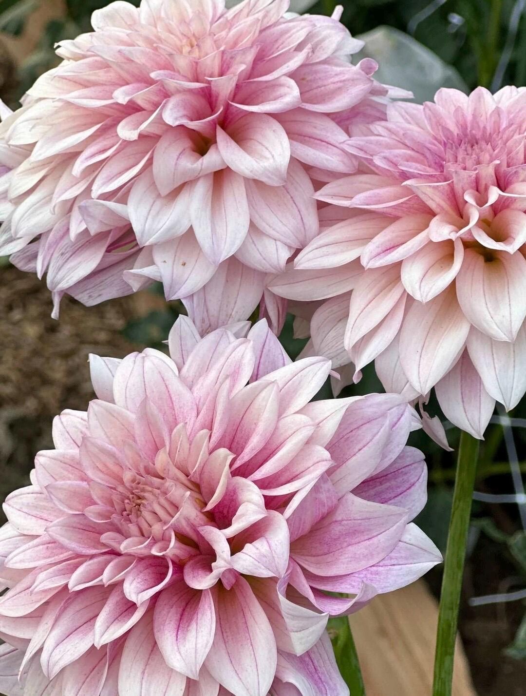 KA MOCHA JAKE Dahlia Cutting - Etsy