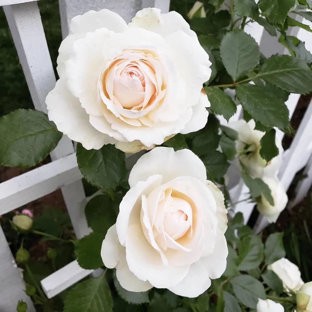EDEN WHITE Climbing Rose - Etsy