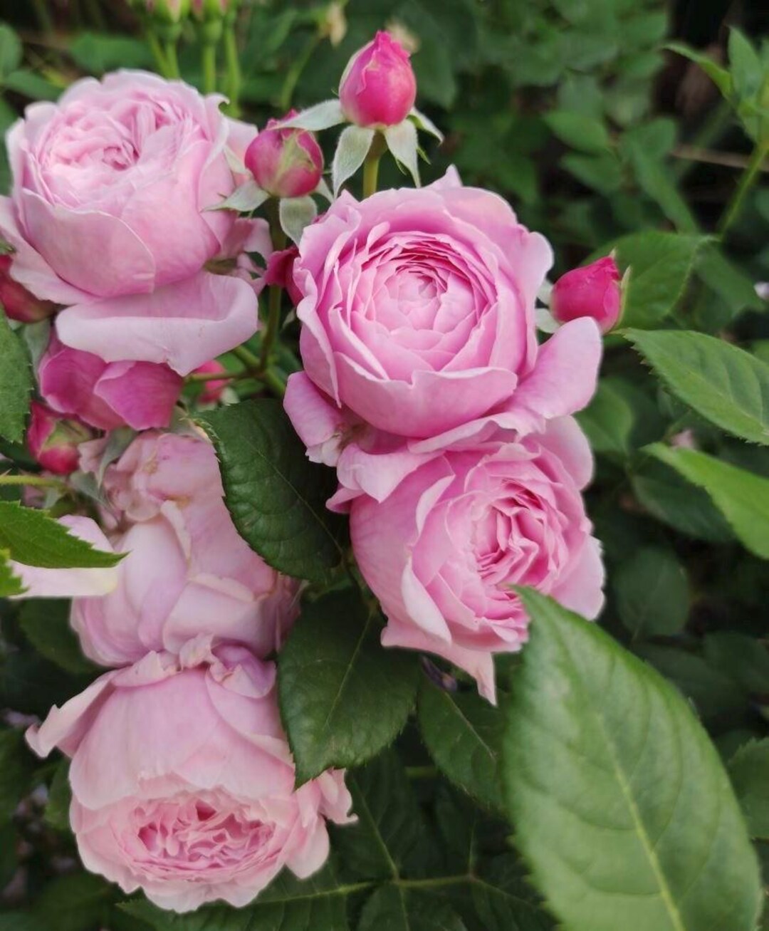 AUSBITE English Rose - Etsy