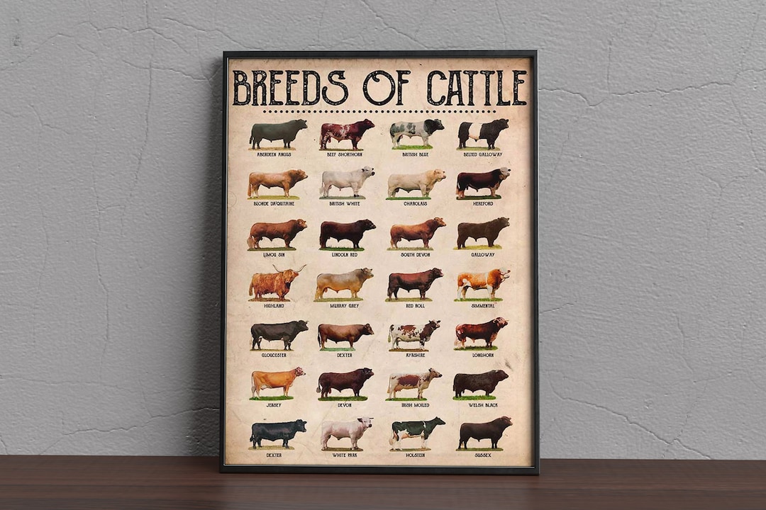 Breeds of Cattle Canvas Cow Breeds Poster Animal Farmhouse - Etsy New ...