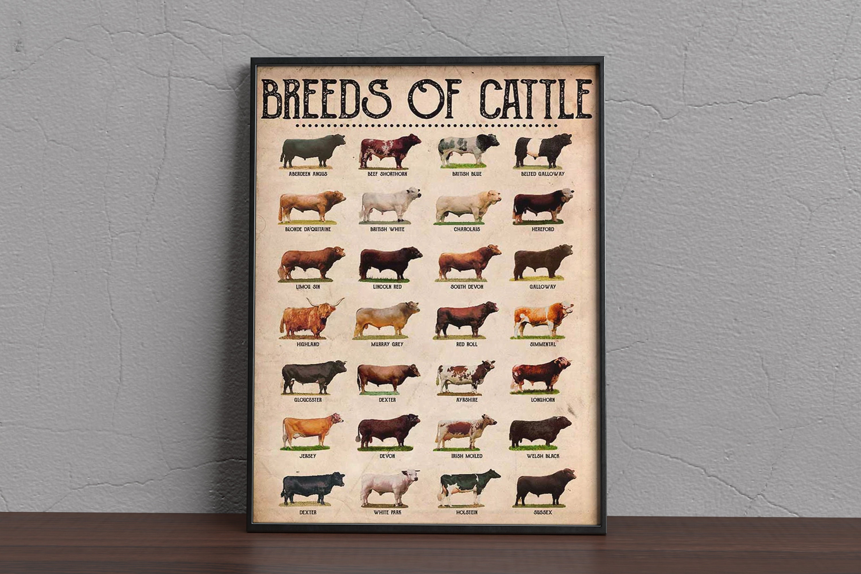 Breeds of Cattle Canvas Cow Breeds Poster Animal Farmhouse - Etsy Australia