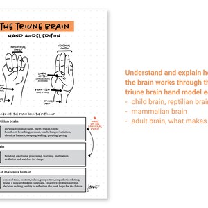 The Triune Brain Hand Model Edition Handout - Etsy