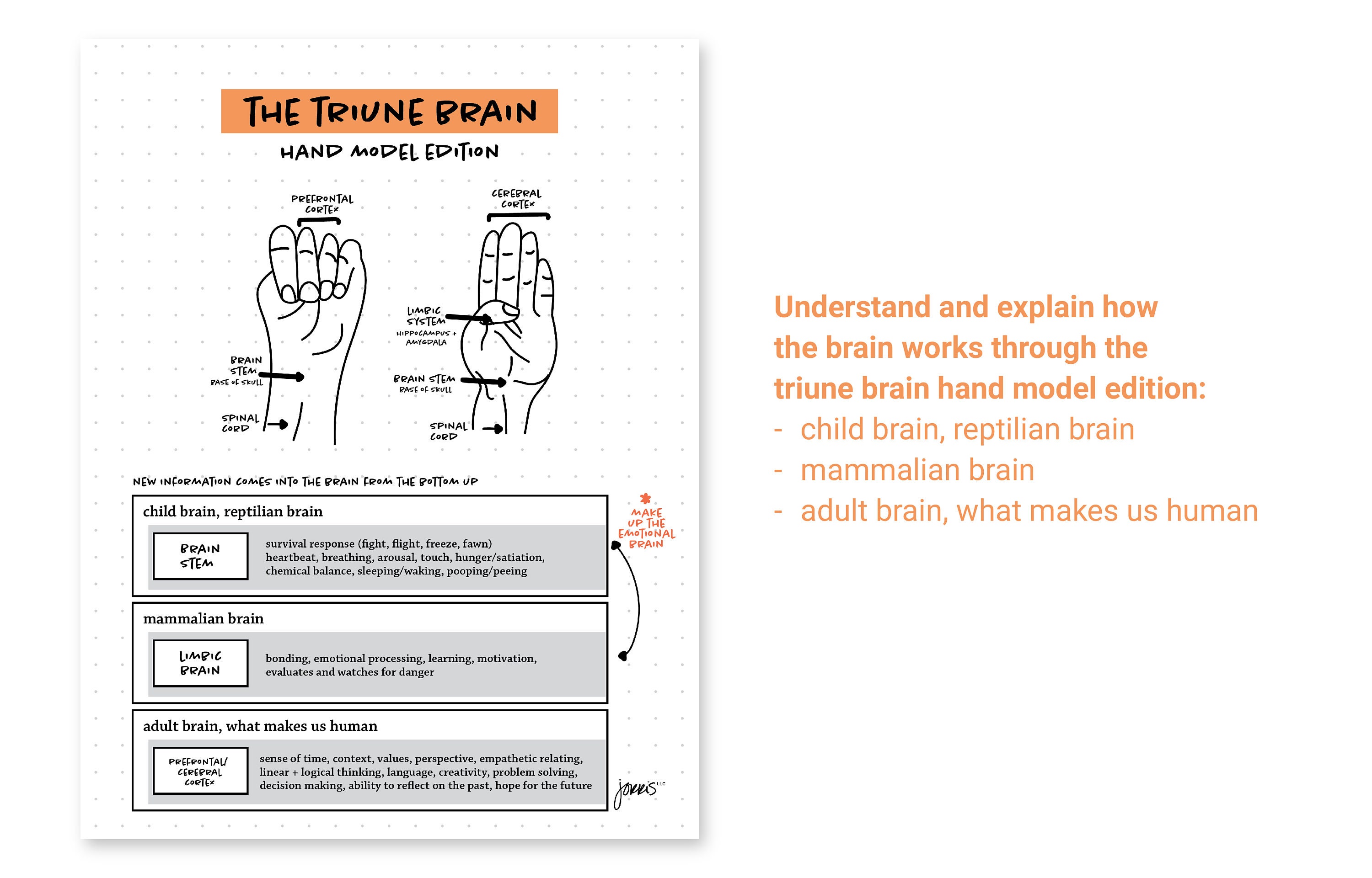 The Triune Brain Hand Model Edition Handout - Etsy