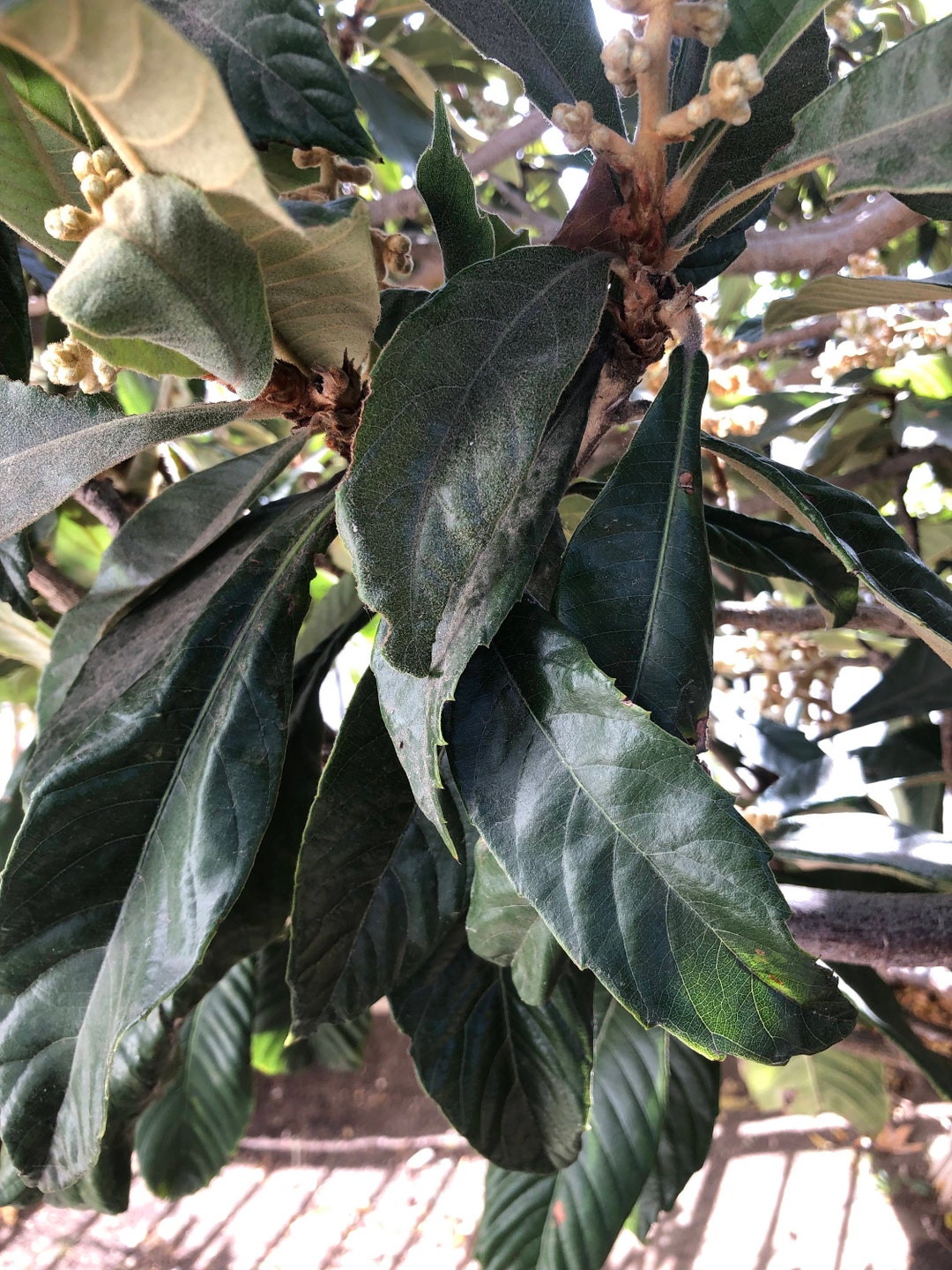 Fresh Organic Handpicked Loquat Leaves as Tea Gifts Crafts Decorations ...