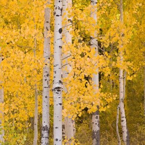 Aspen Wallpaper - Etsy