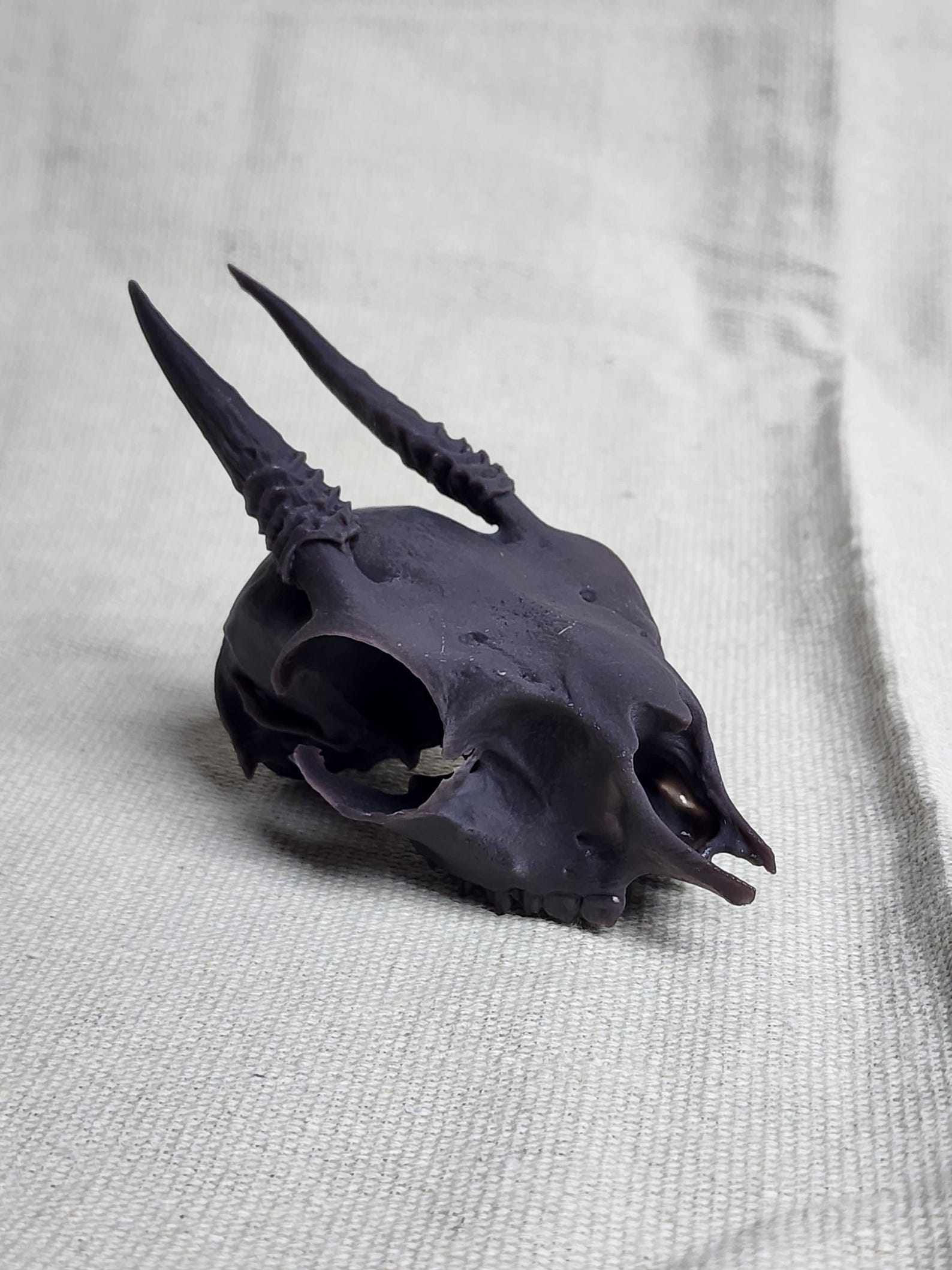 Resin Dik Dik Skull Replica: Oddities and Curiosities Collection - Etsy