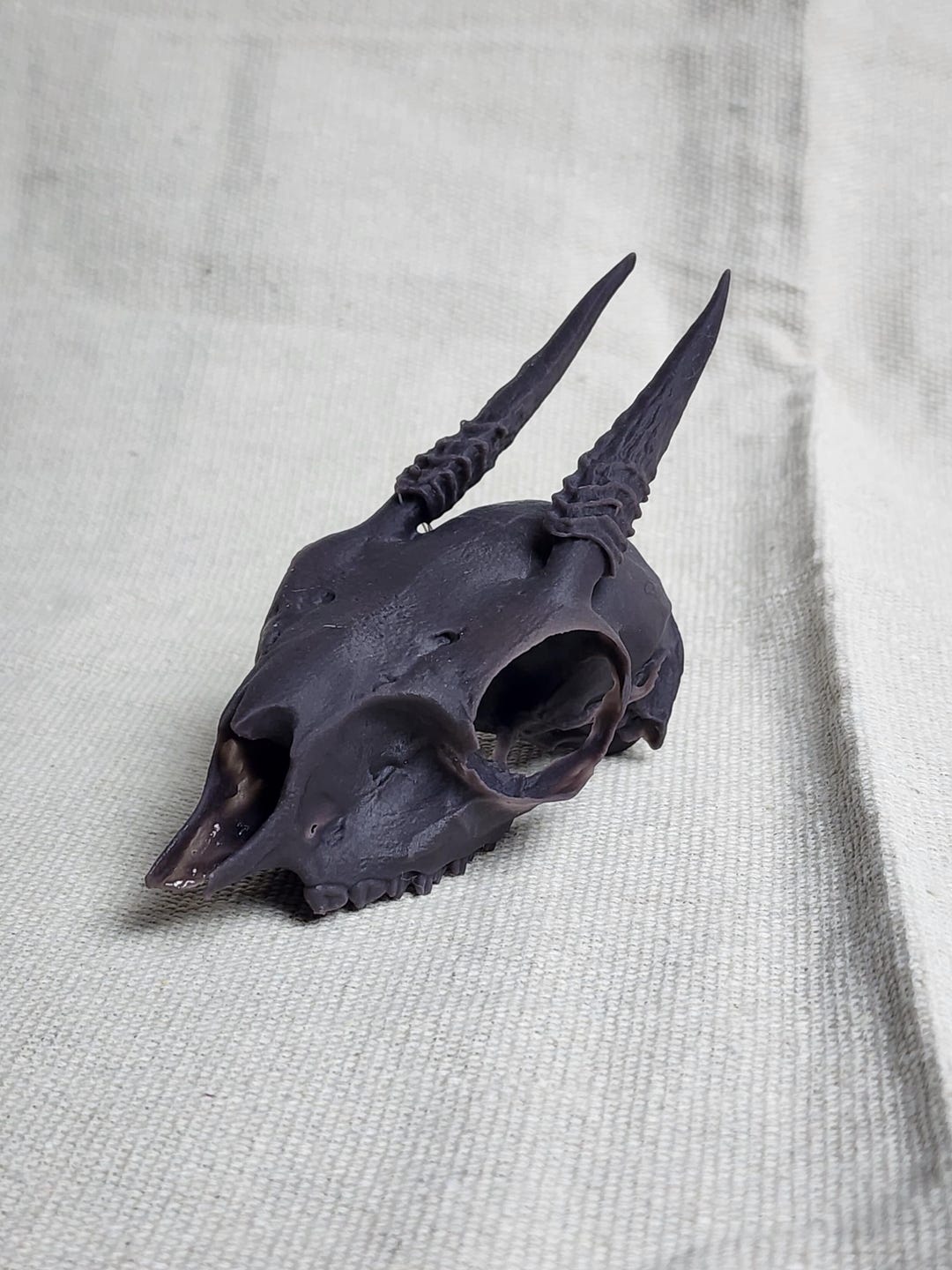 Resin Dik Dik Skull Replica: Oddities and Curiosities Collection - Etsy