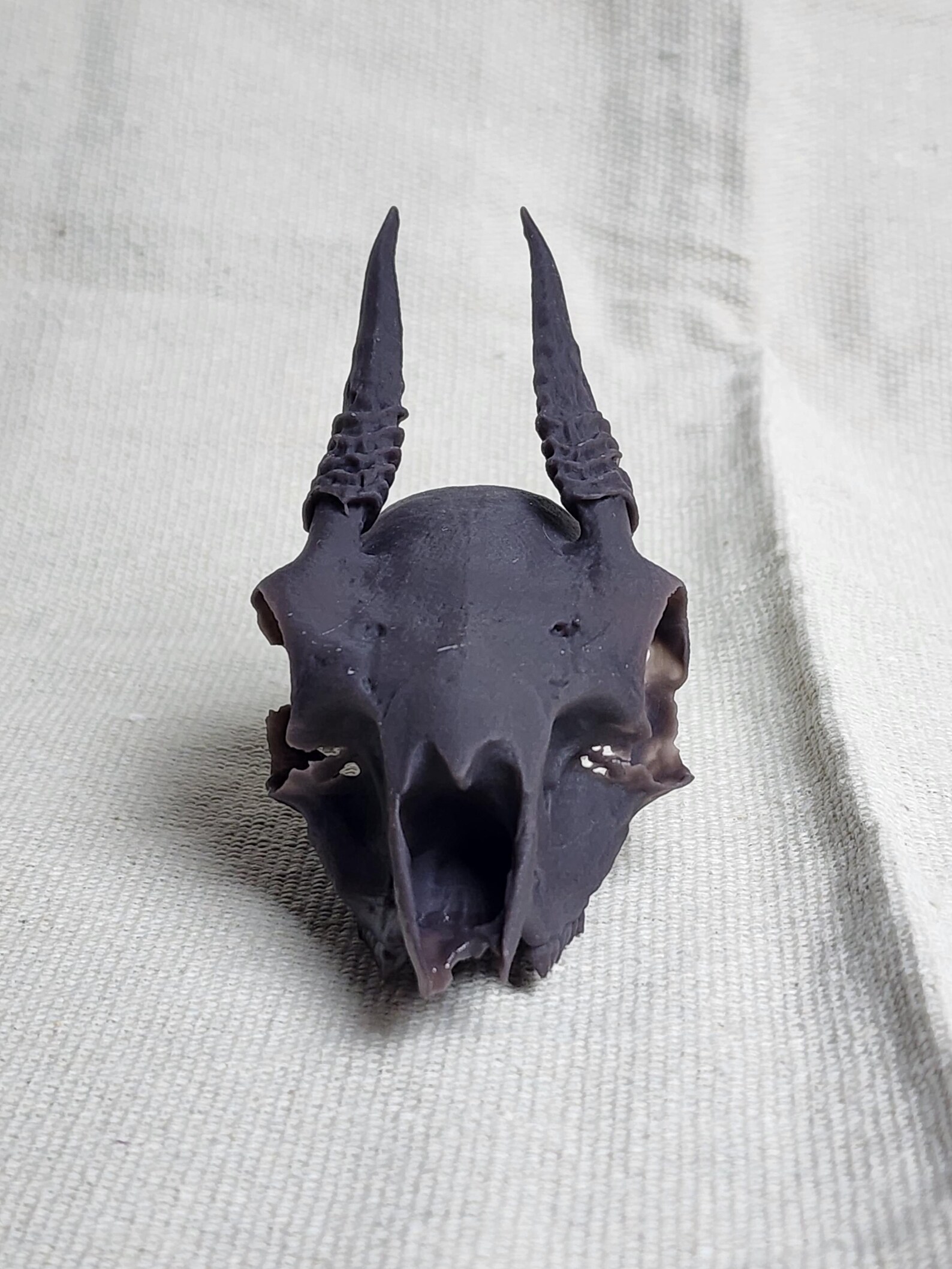 Resin Dik Dik Skull Replica: Oddities and Curiosities Collection - Etsy
