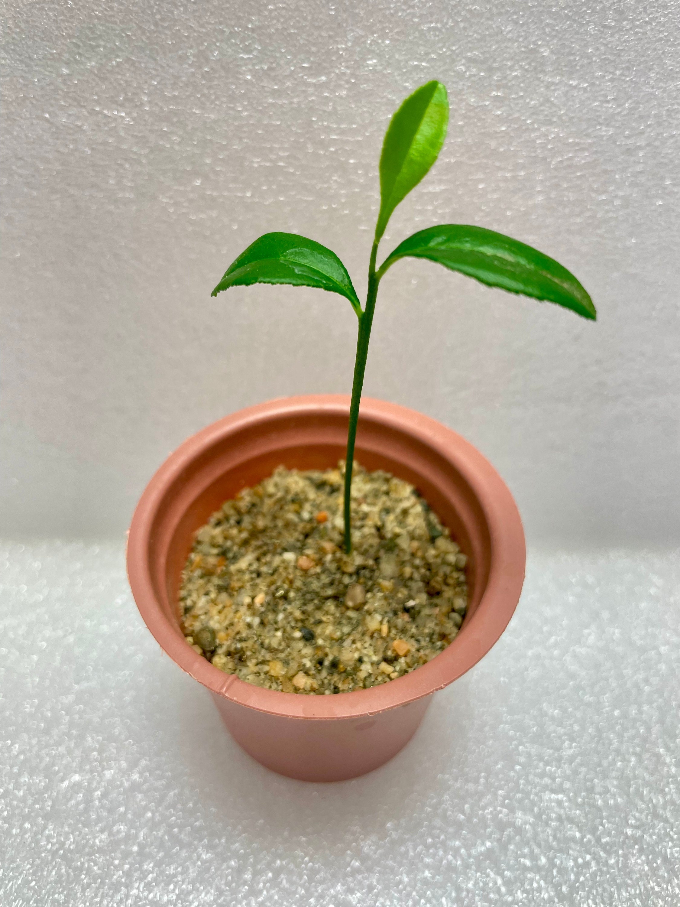 Organic Meyer Lemon Tree Seedling - Etsy