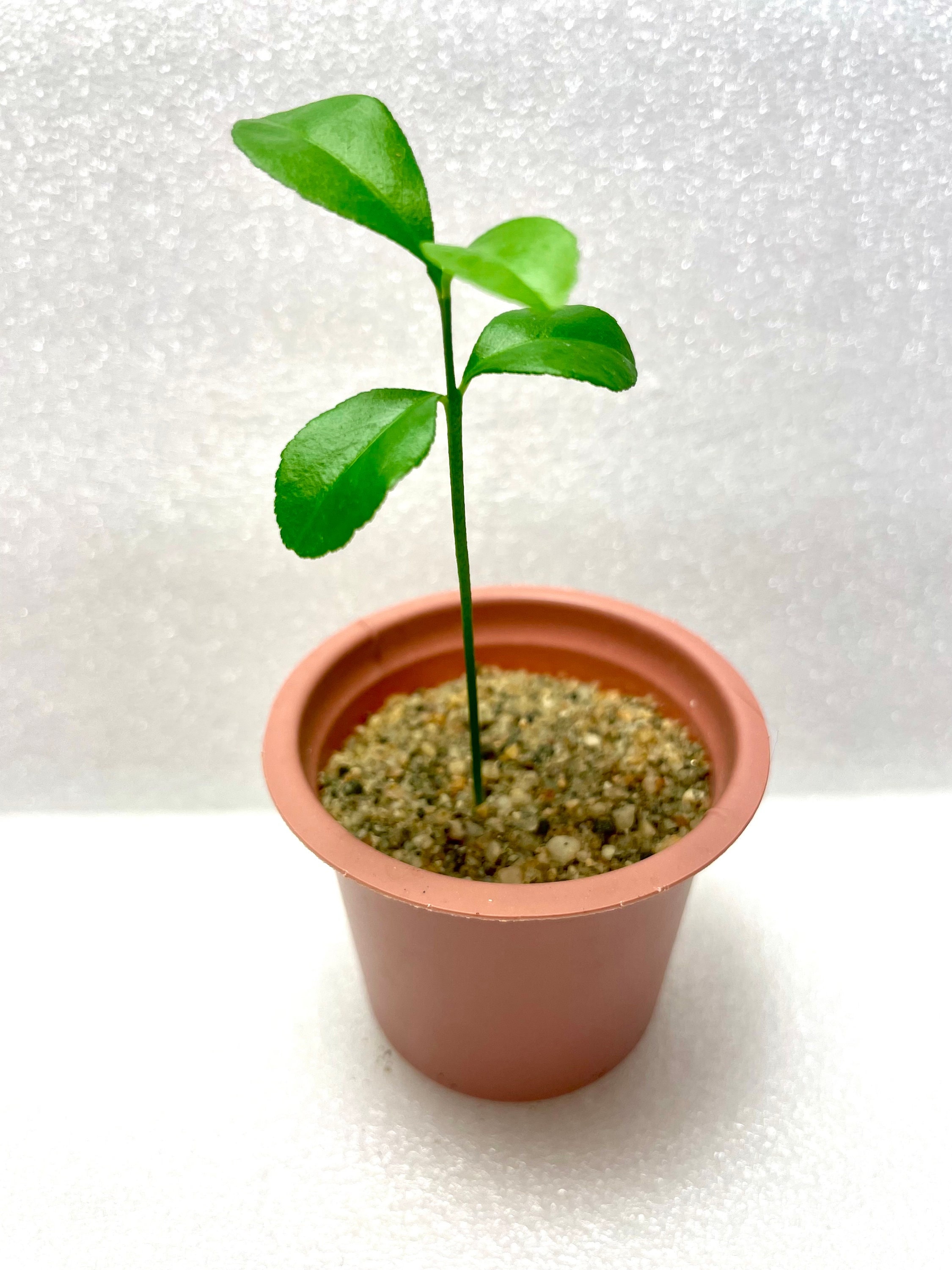 Organic Meyer Lemon Tree Seedling - Etsy