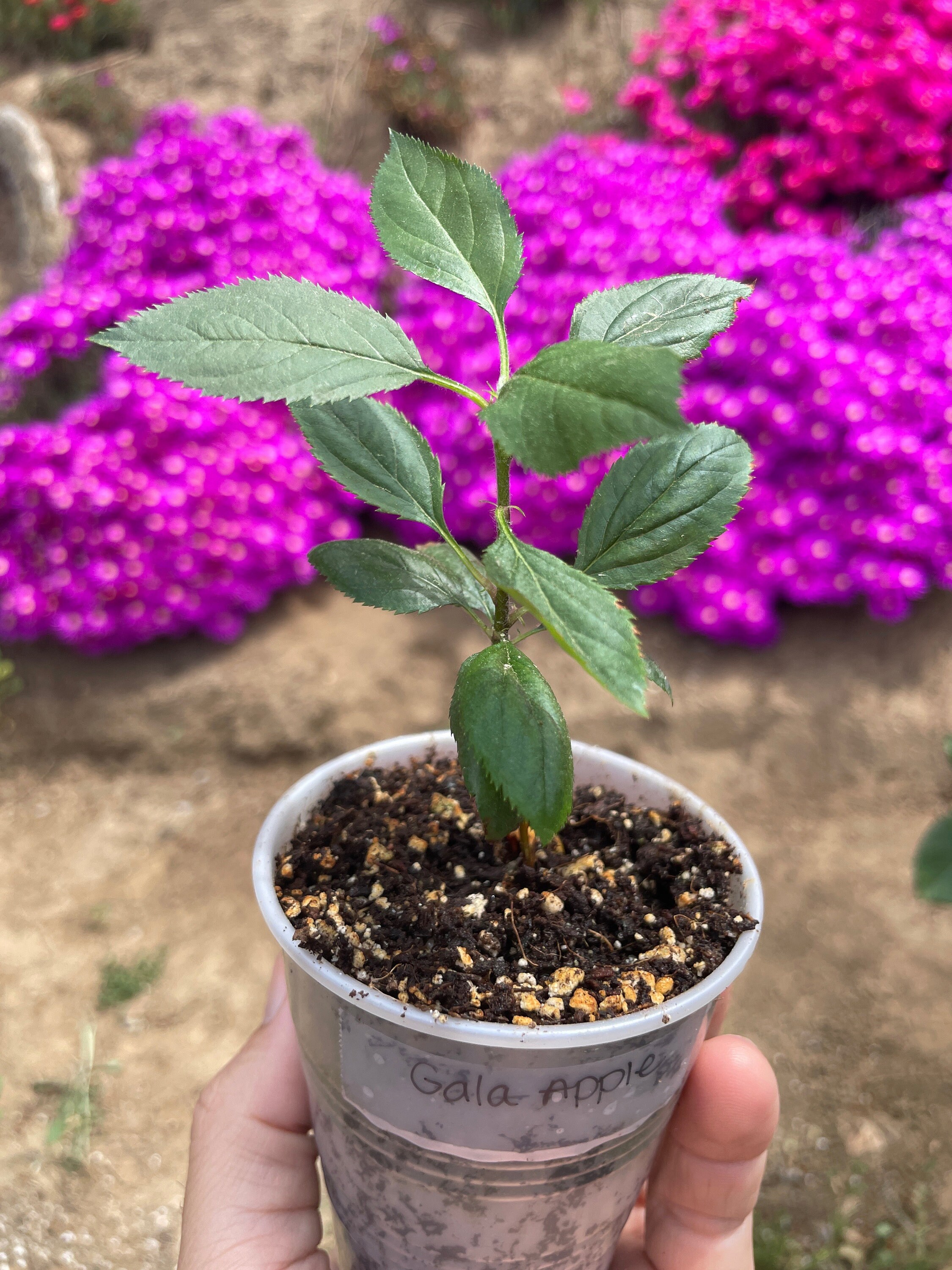 Organic Gala Apple Tree - Etsy