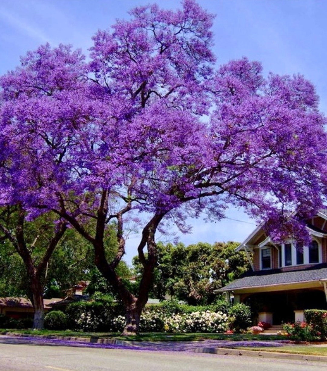 Jacaranda Tree Seeds - Etsy