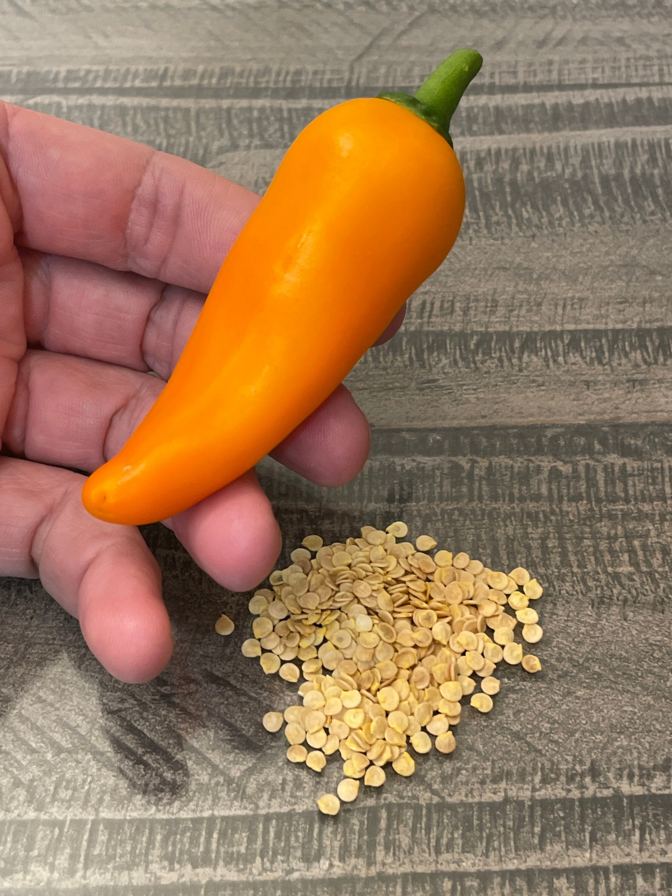 Organic Orange Mini-sweet Pepper Seeds - Etsy