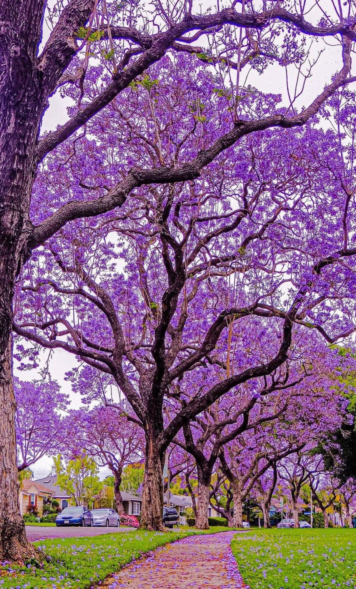 Jacaranda Tree Seeds - Etsy