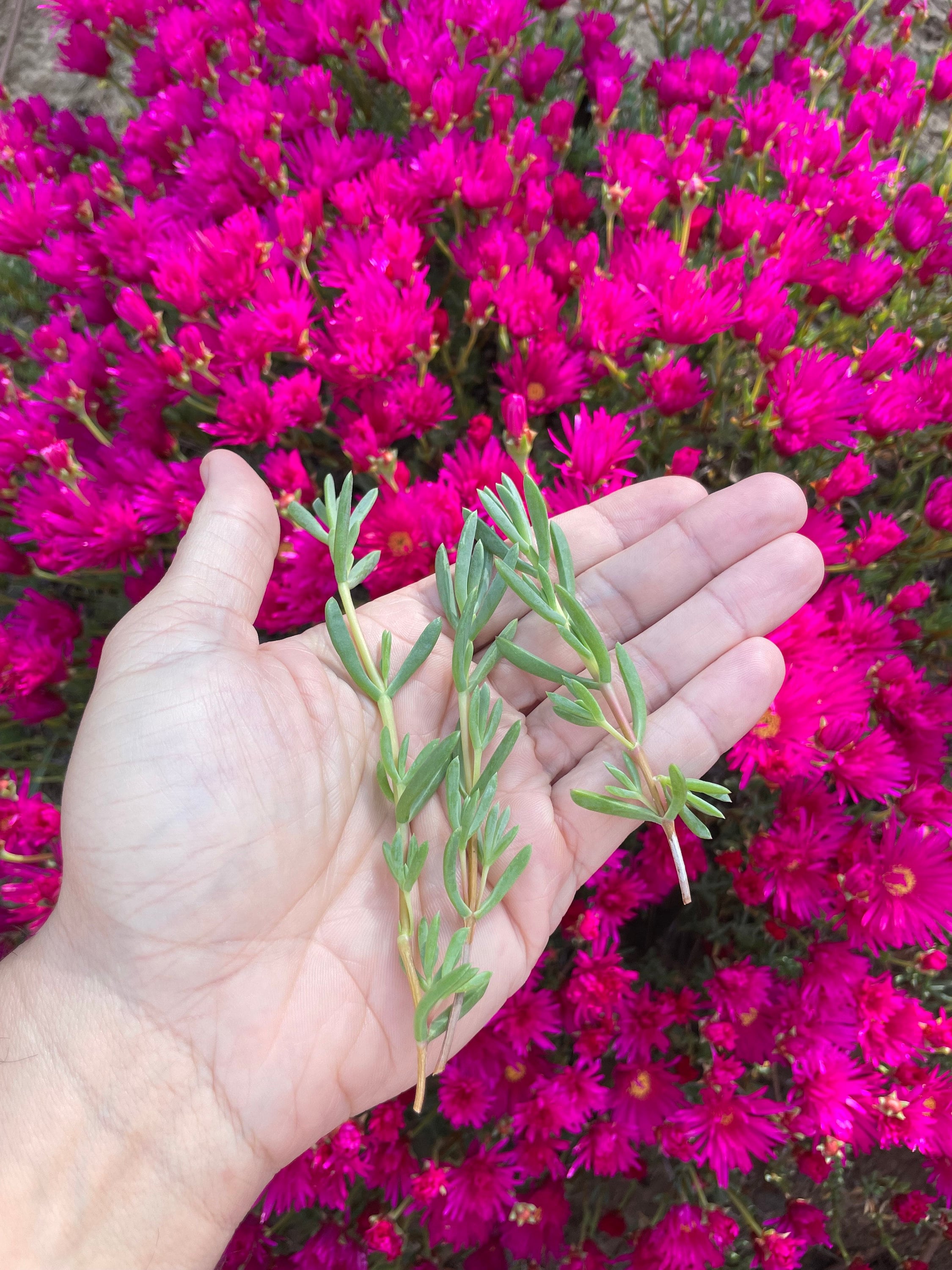 10 Hot-pink Trailing Iceplant Cuttings (delosperma) - Etsy