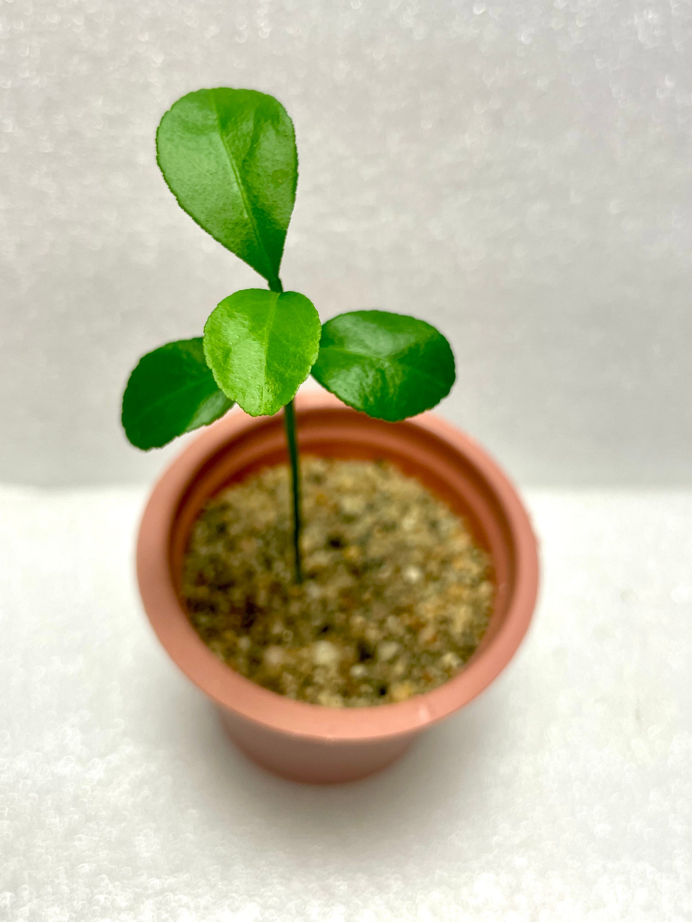 Organic Meyer Lemon Tree Seedling - Etsy