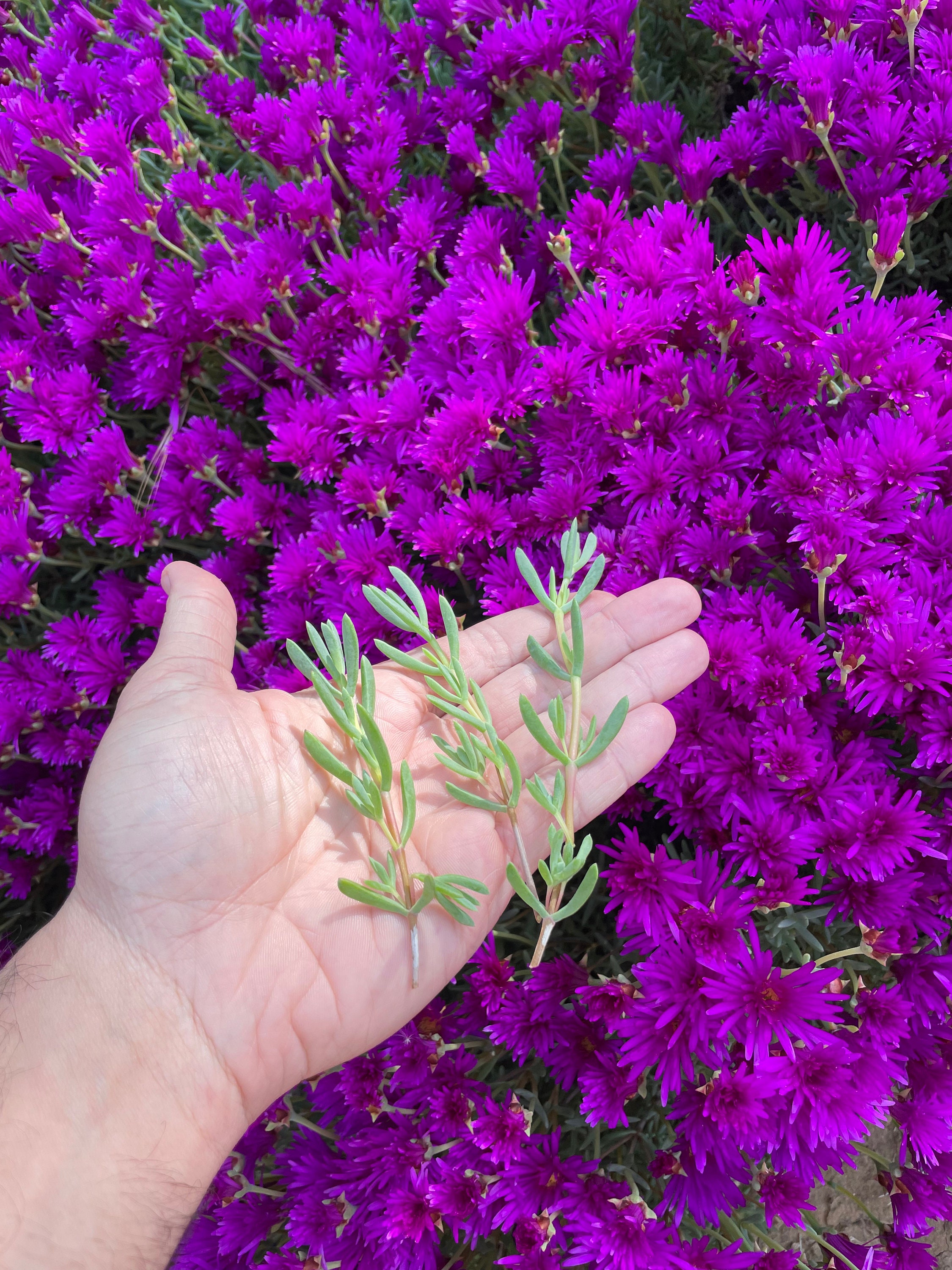 10 Magenta-purple Trailing Iceplant Cuttings (delosperma) - Etsy