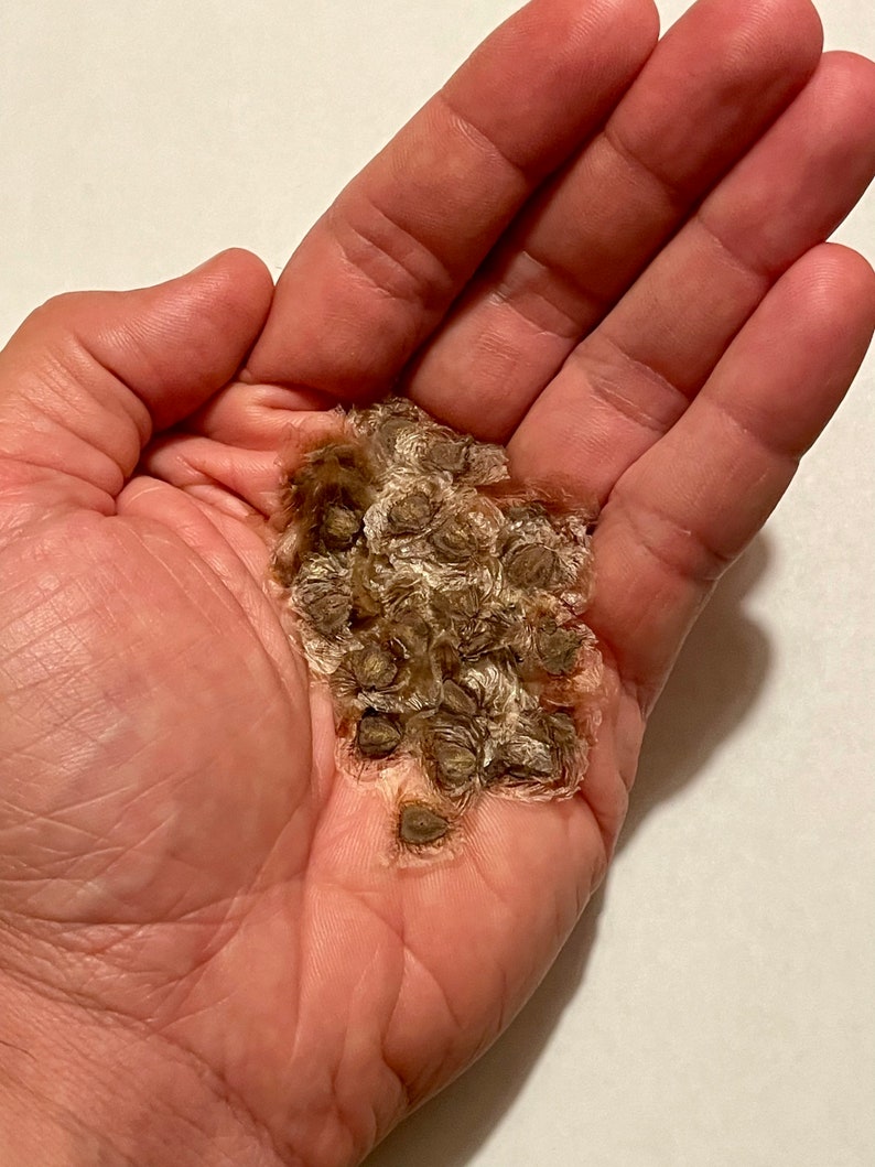 Jacaranda Tree Seeds - Etsy