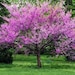 Western Redbud Tree Seeds - Etsy Canada
