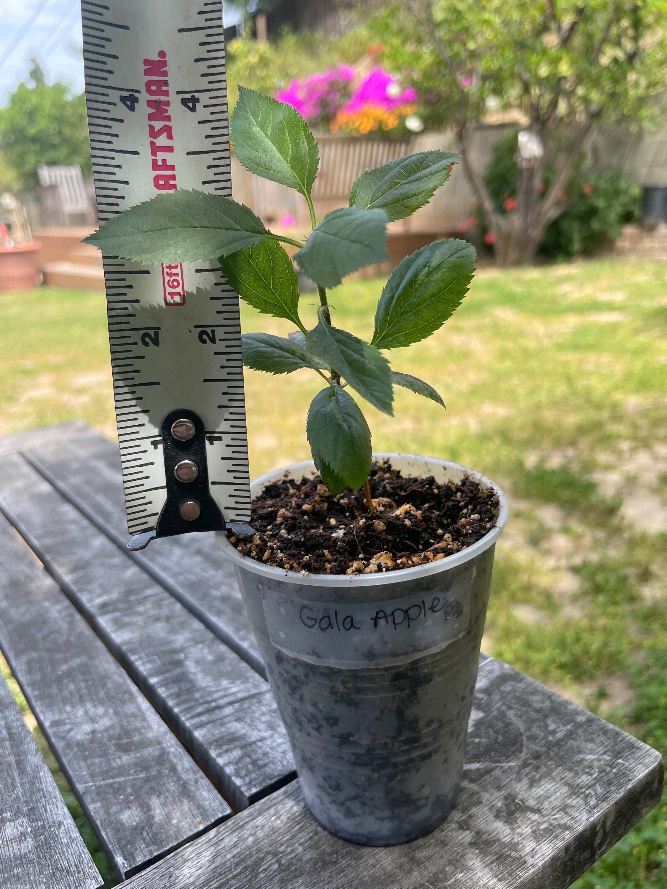 Organic Gala Apple Tree - Etsy