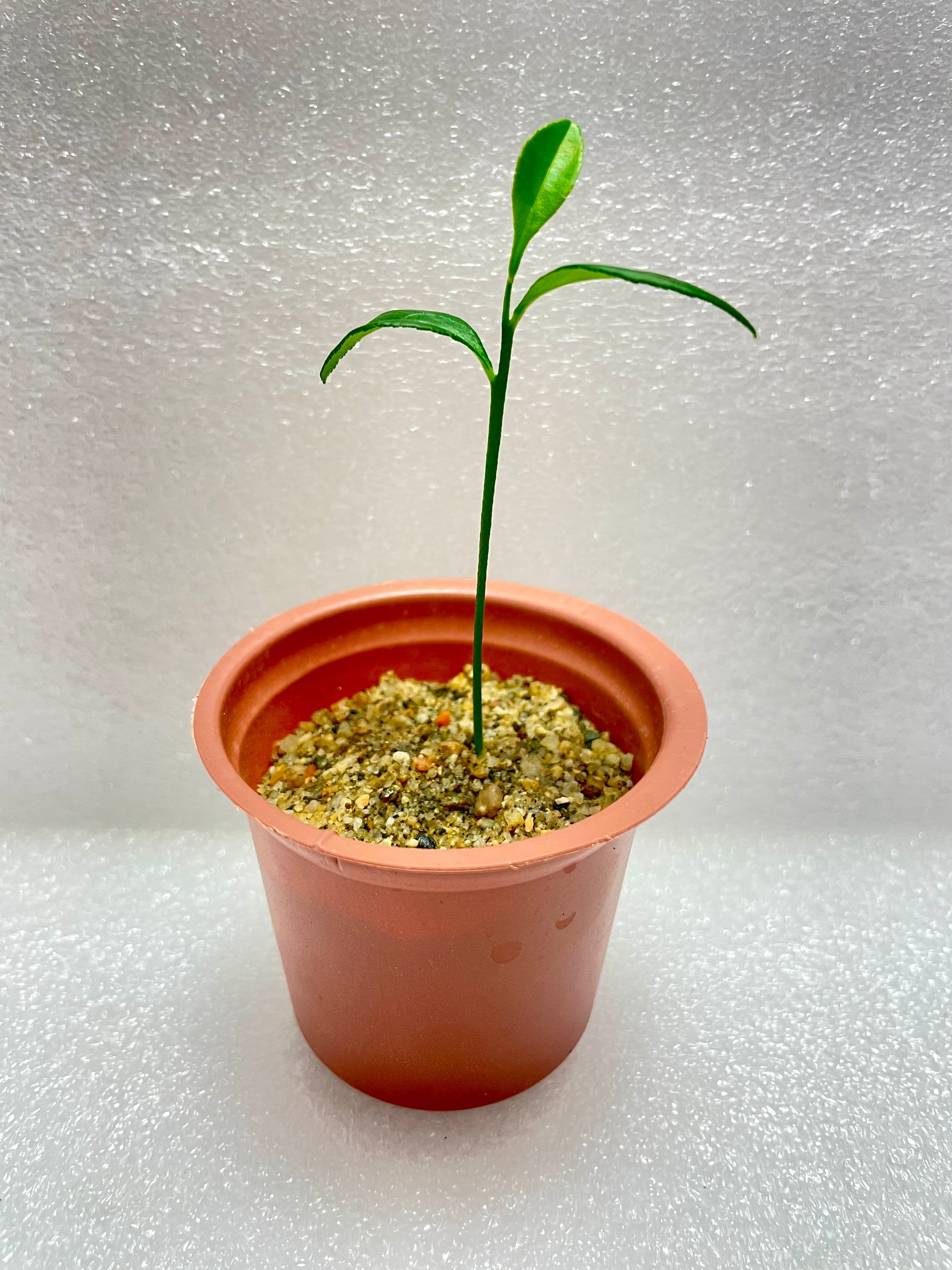 Organic Meyer Lemon Tree Seedling - Etsy