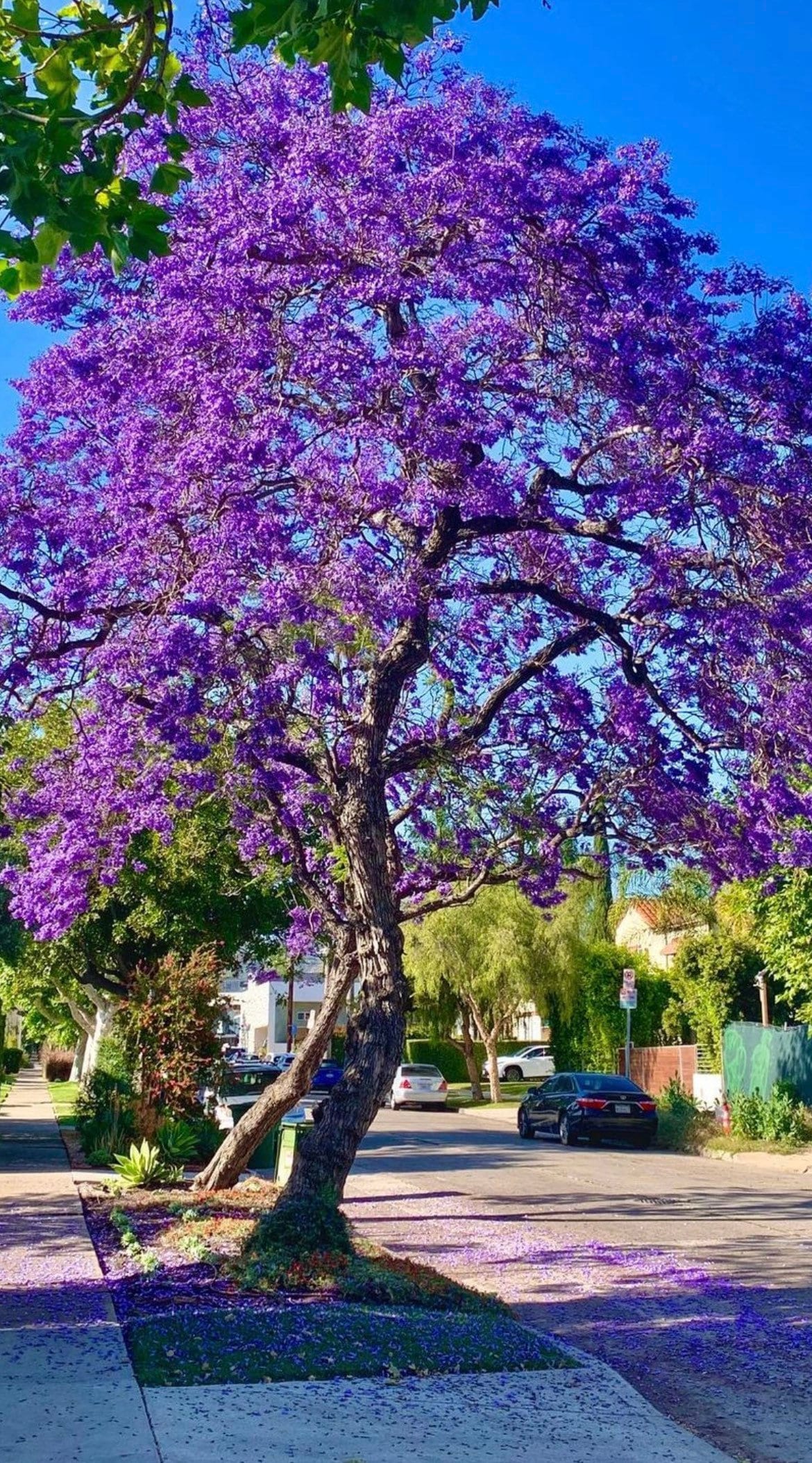Jacaranda Tree Seeds - Etsy