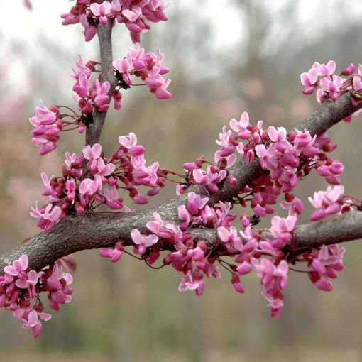 Western Redbud Tree Seeds - Etsy