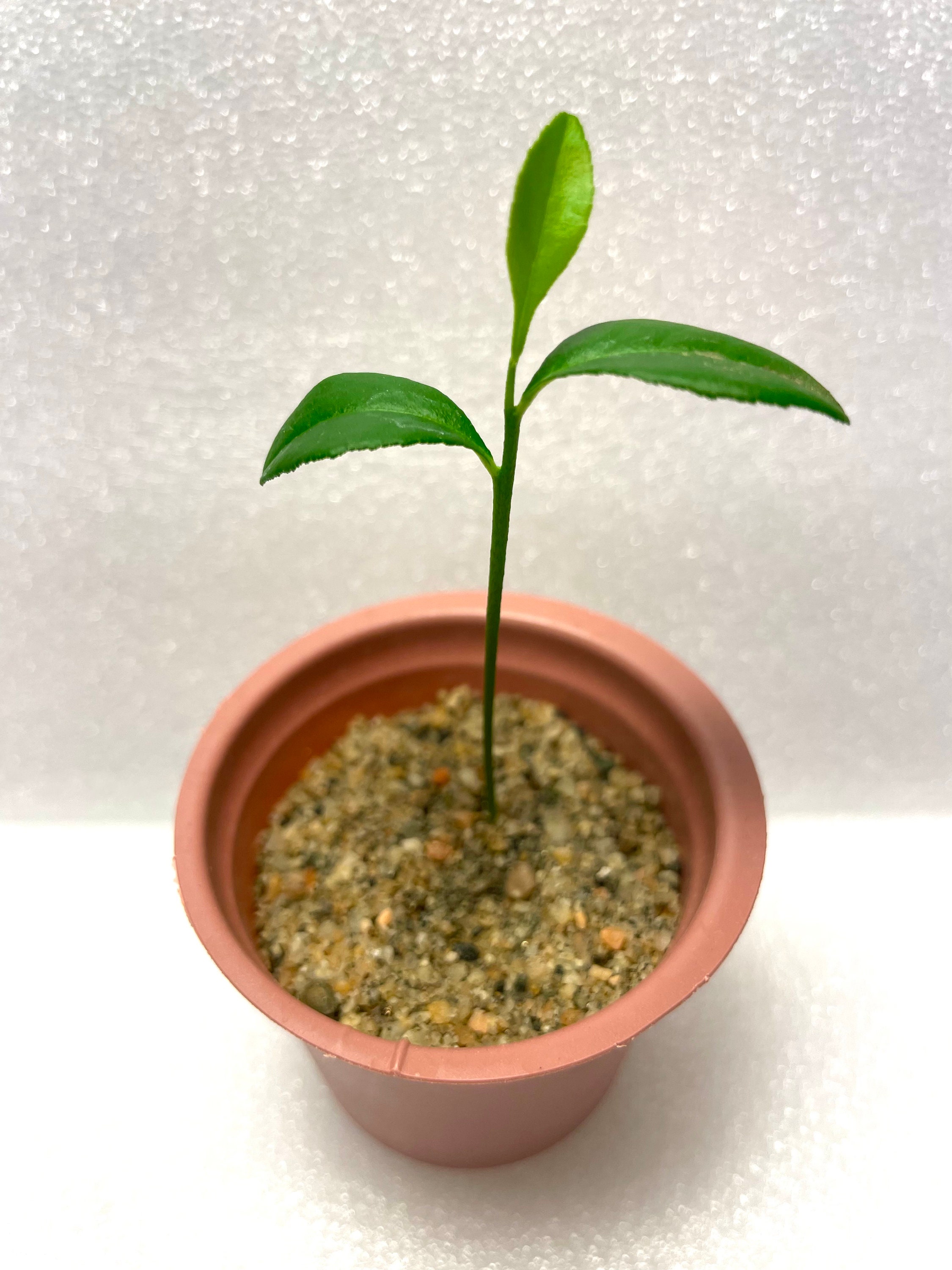 Organic Meyer Lemon Tree Seedling - Etsy