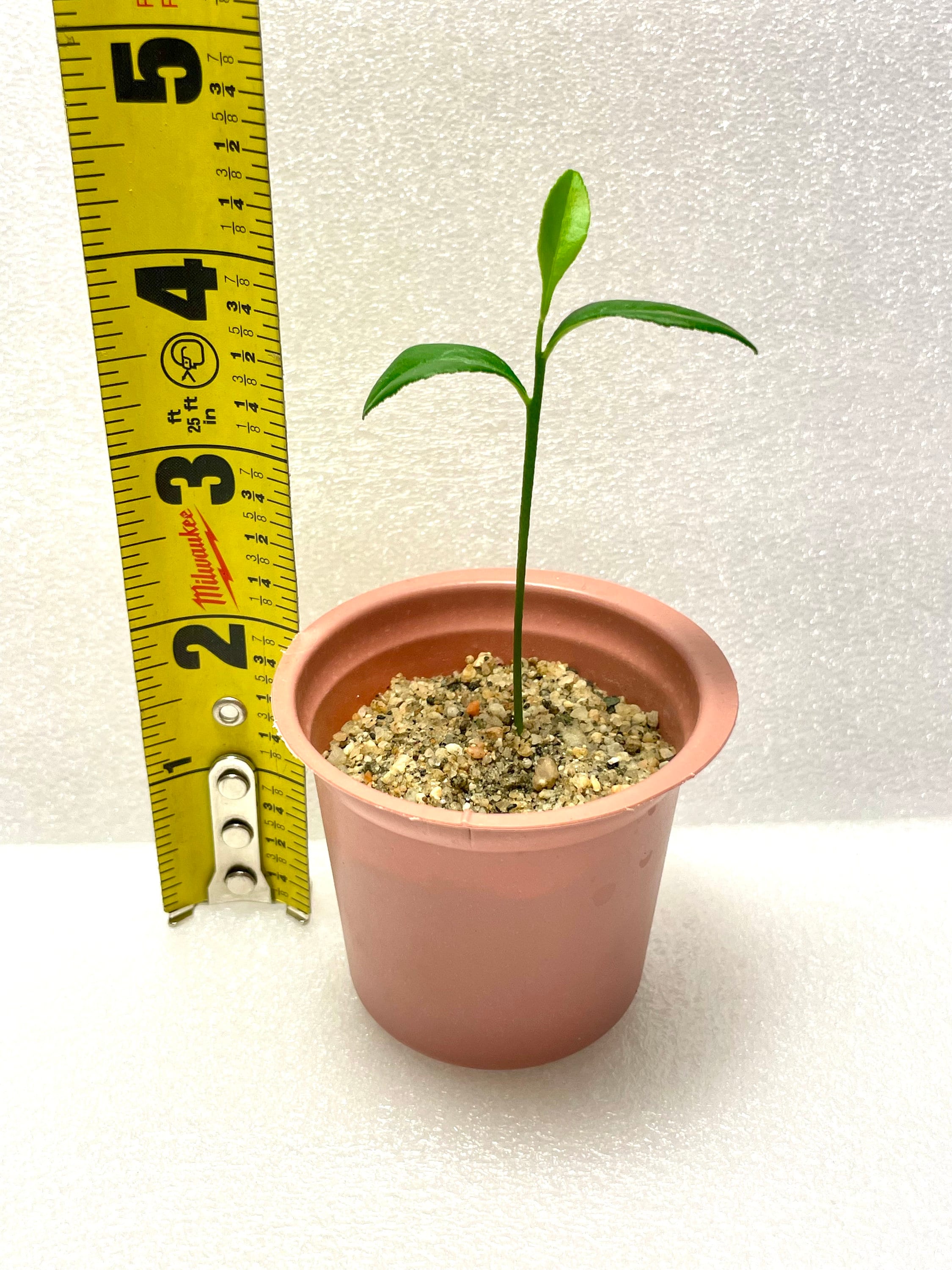Organic Meyer Lemon Tree Seedling - Etsy