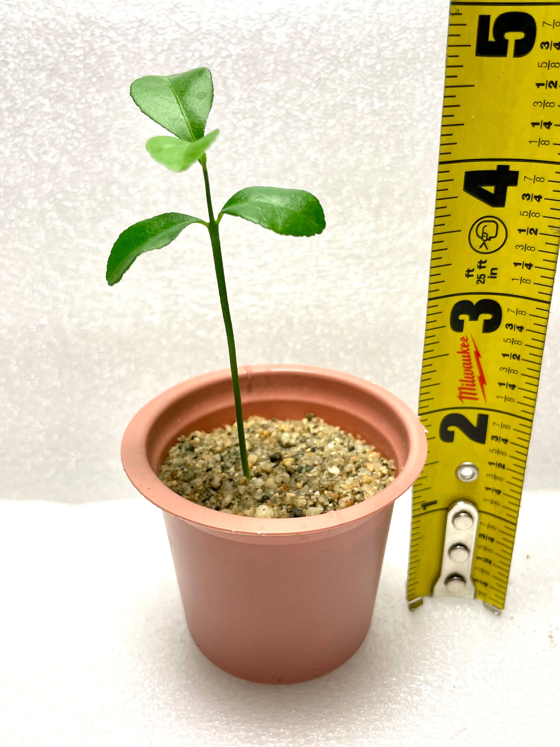 Organic Meyer Lemon Tree Seedling - Etsy