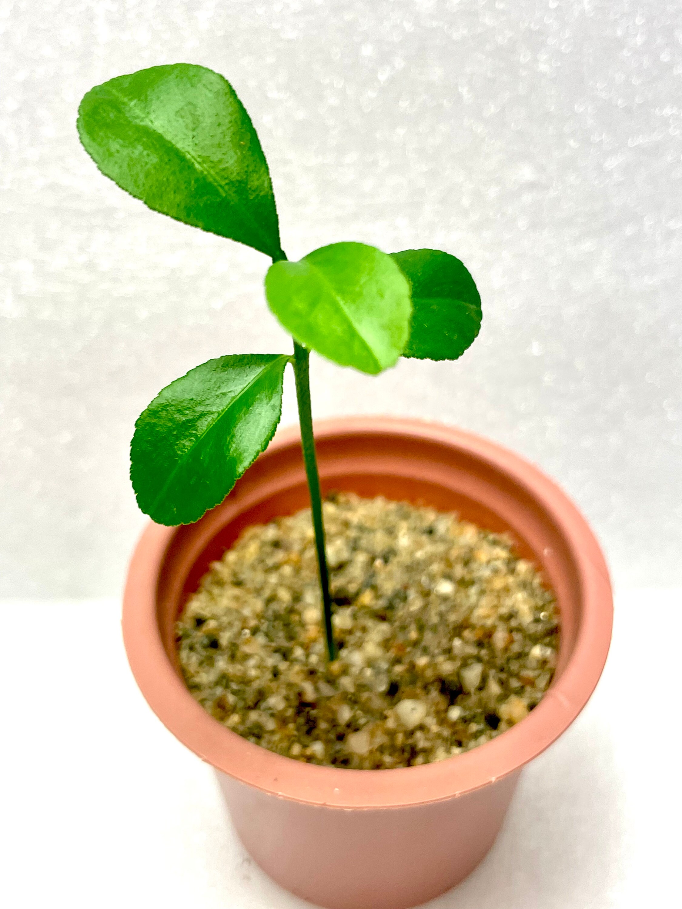 Organic Meyer Lemon Tree Seedling - Etsy