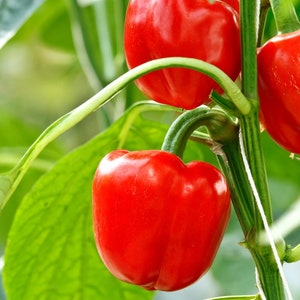 Organic Red Bell Pepper Seeds - Etsy