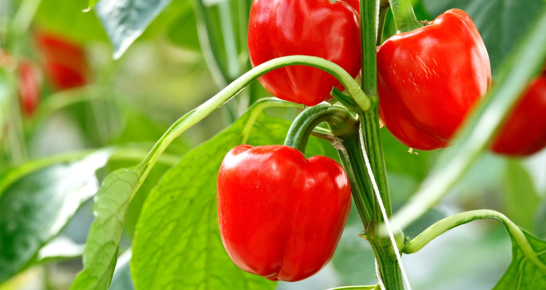 Organic Red Bell Pepper Seeds - Etsy