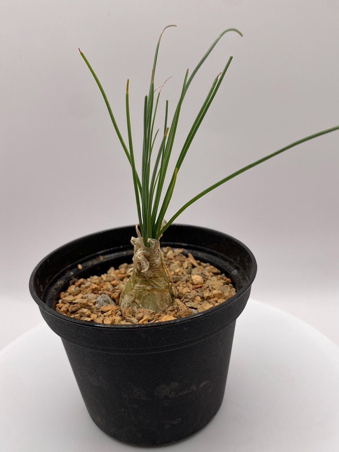 Albuca Namaquensis Bulb - Etsy
