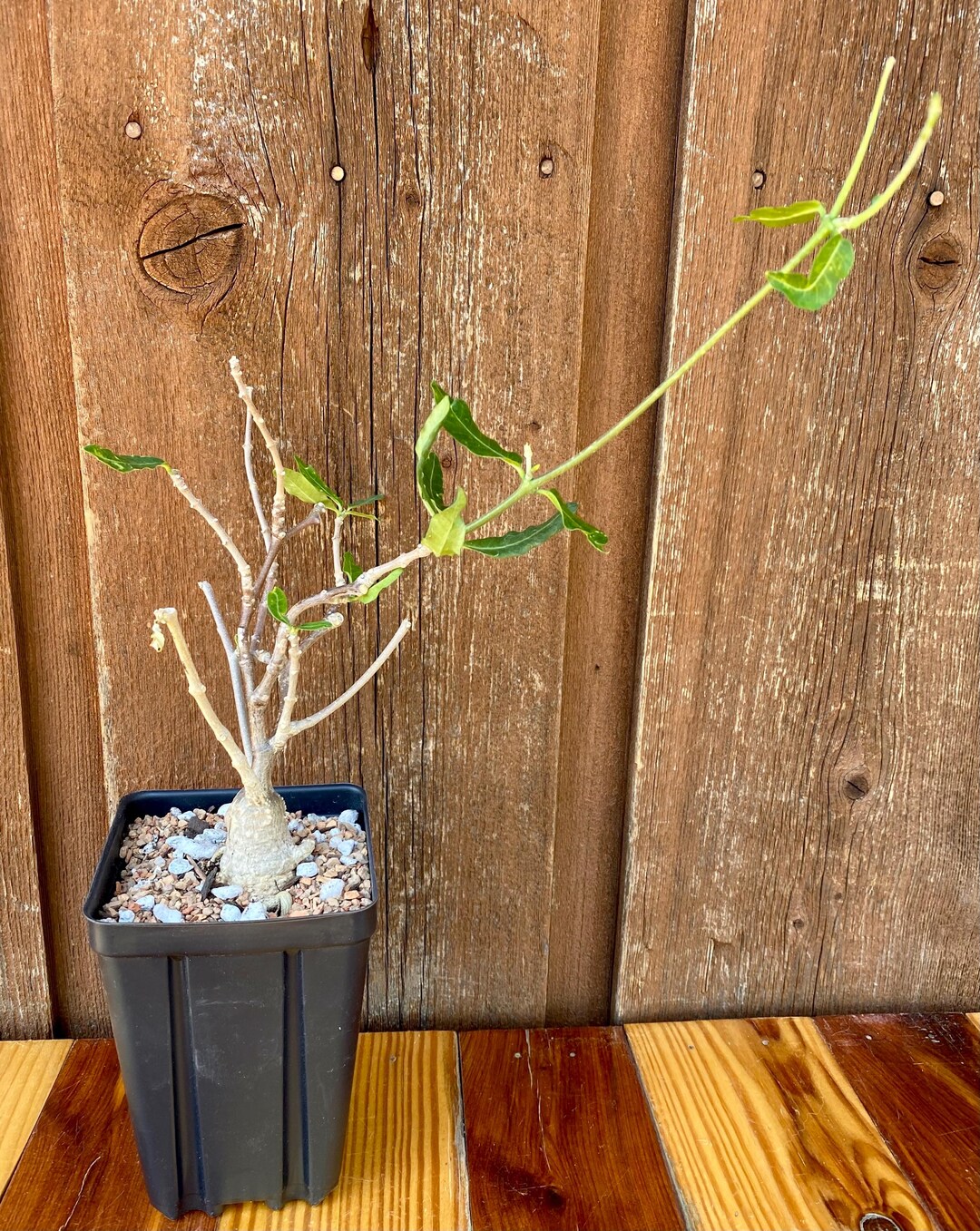 Fockea Edulis, Caudiform, Rare Plant - Etsy