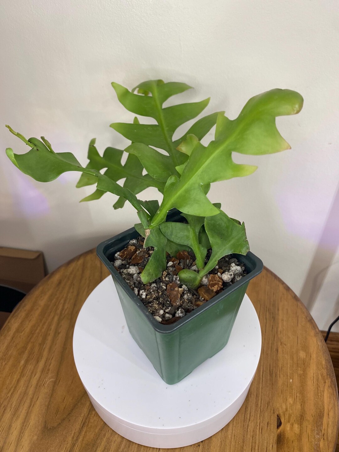 Selenicereus Chrysocardium ‘shark Tooth Fern’ - Etsy