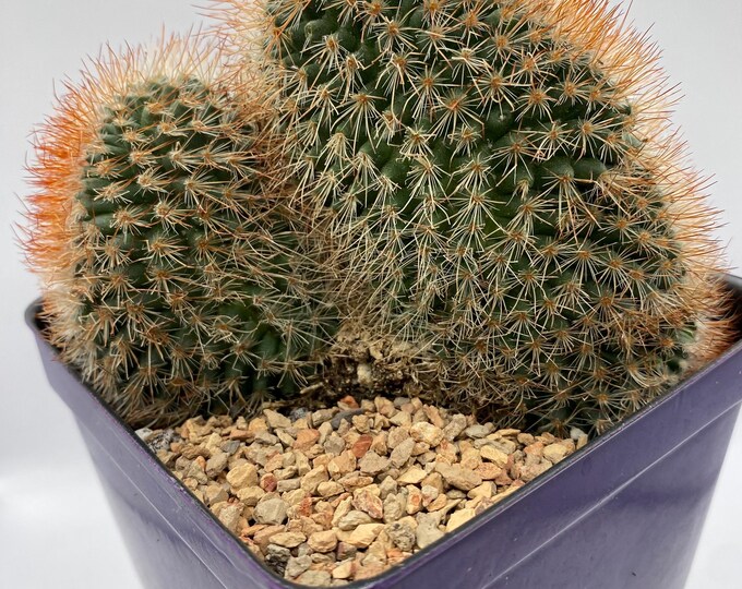 Mammillaria Spinosissima Crest ‘red Headed Irishman’ Rare - Etsy