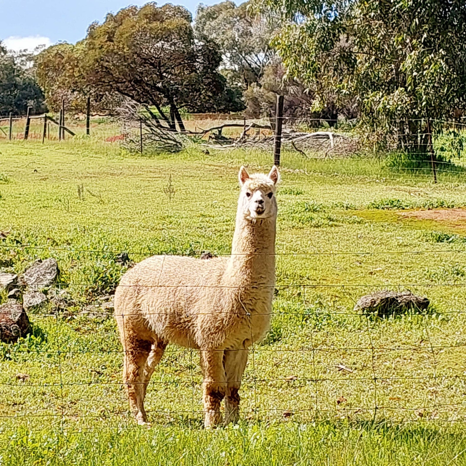 Western Australian Jewellery Necklace Alpaca Floral Womens Artisan ...
