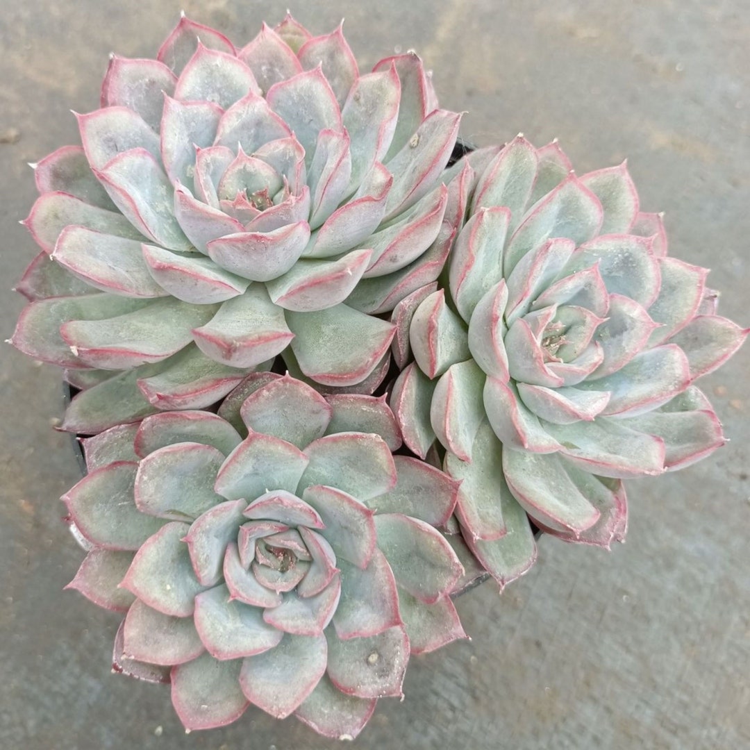 Echeveria Orion Import Succulent rare Succulent - Etsy