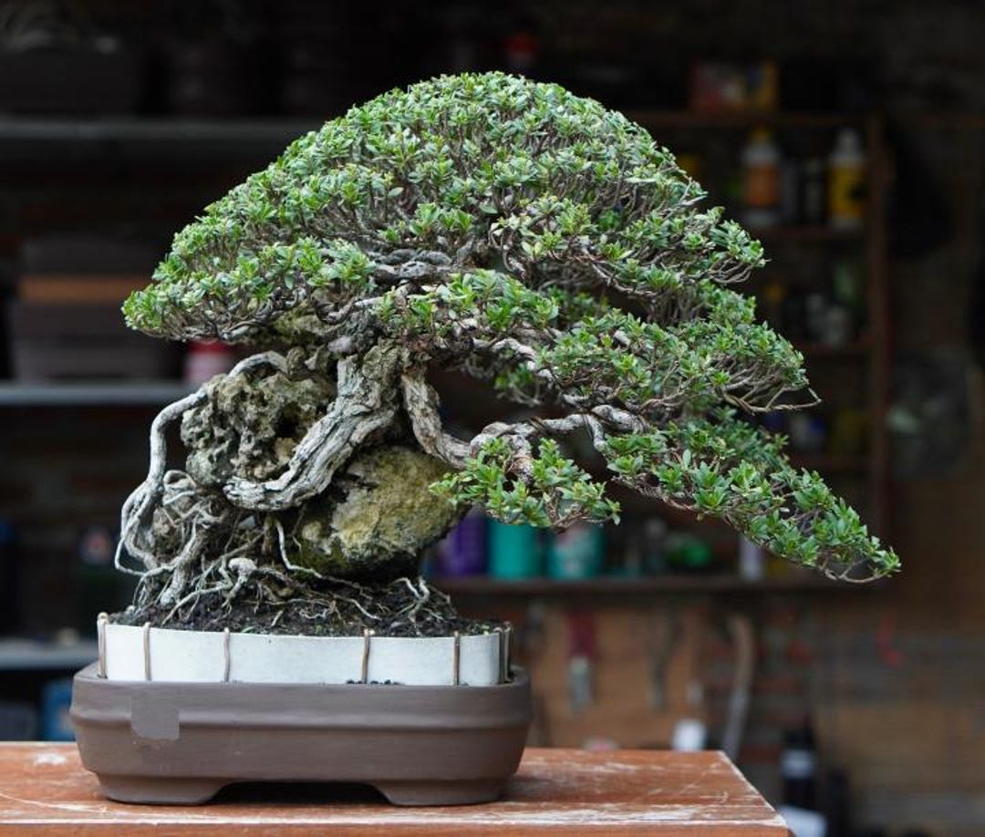 Pemphis Acidula Bonsai on the Rock - Real Picture Tree Mame - Etsy Canada