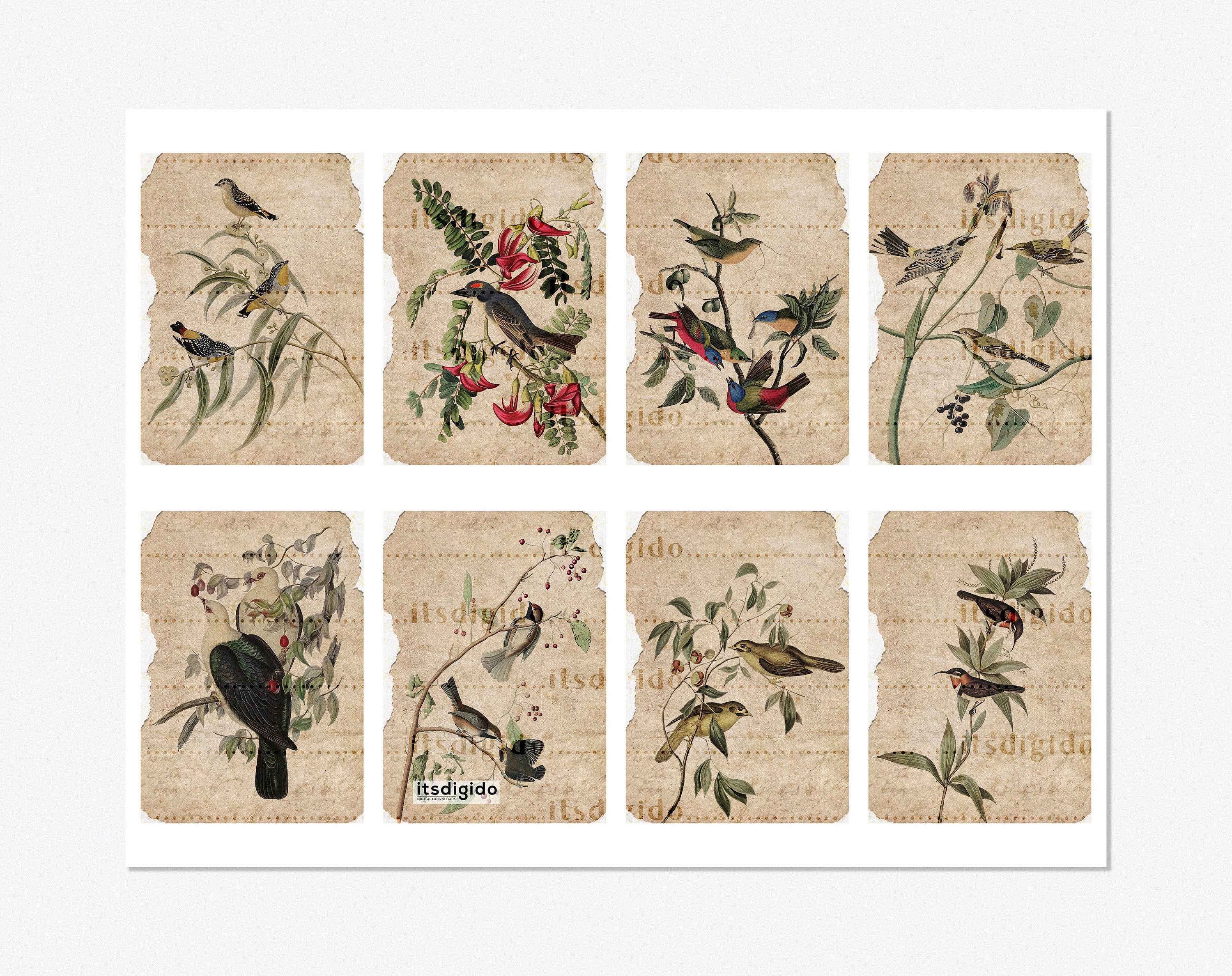 55 Beautiful Vintage Birds and Plants Illustrations Digital ATC Prints ...