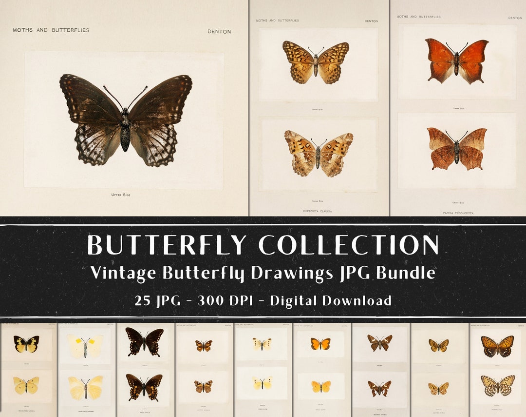 Vintage Butterfly Drawings Bundle, 25 Butterfly Image, Butterflies Art ...
