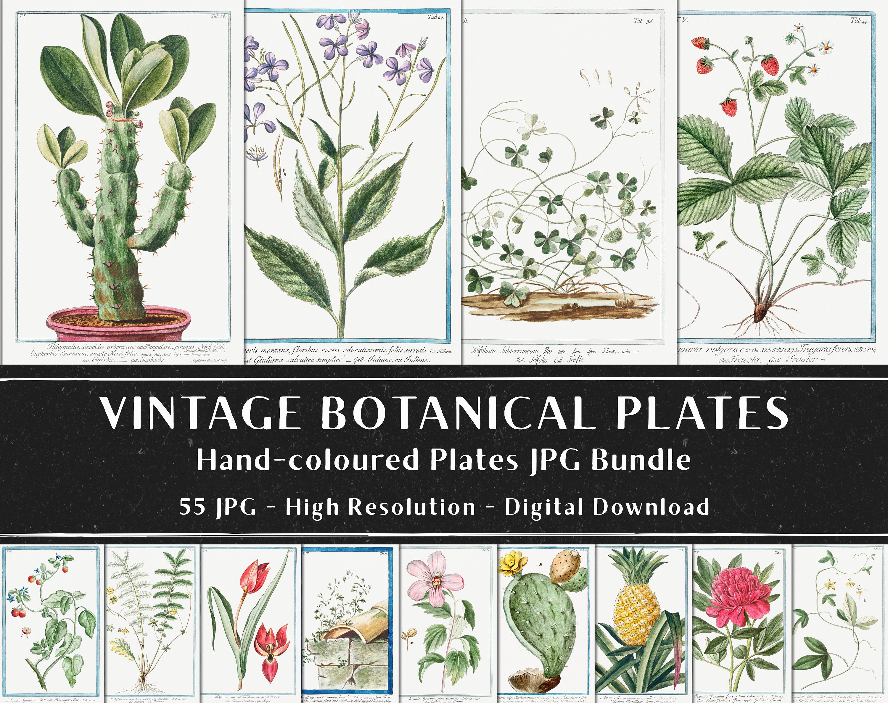 55 Vintage Botanical Plates, Botany Plant Images, Botanical Wall Art ...