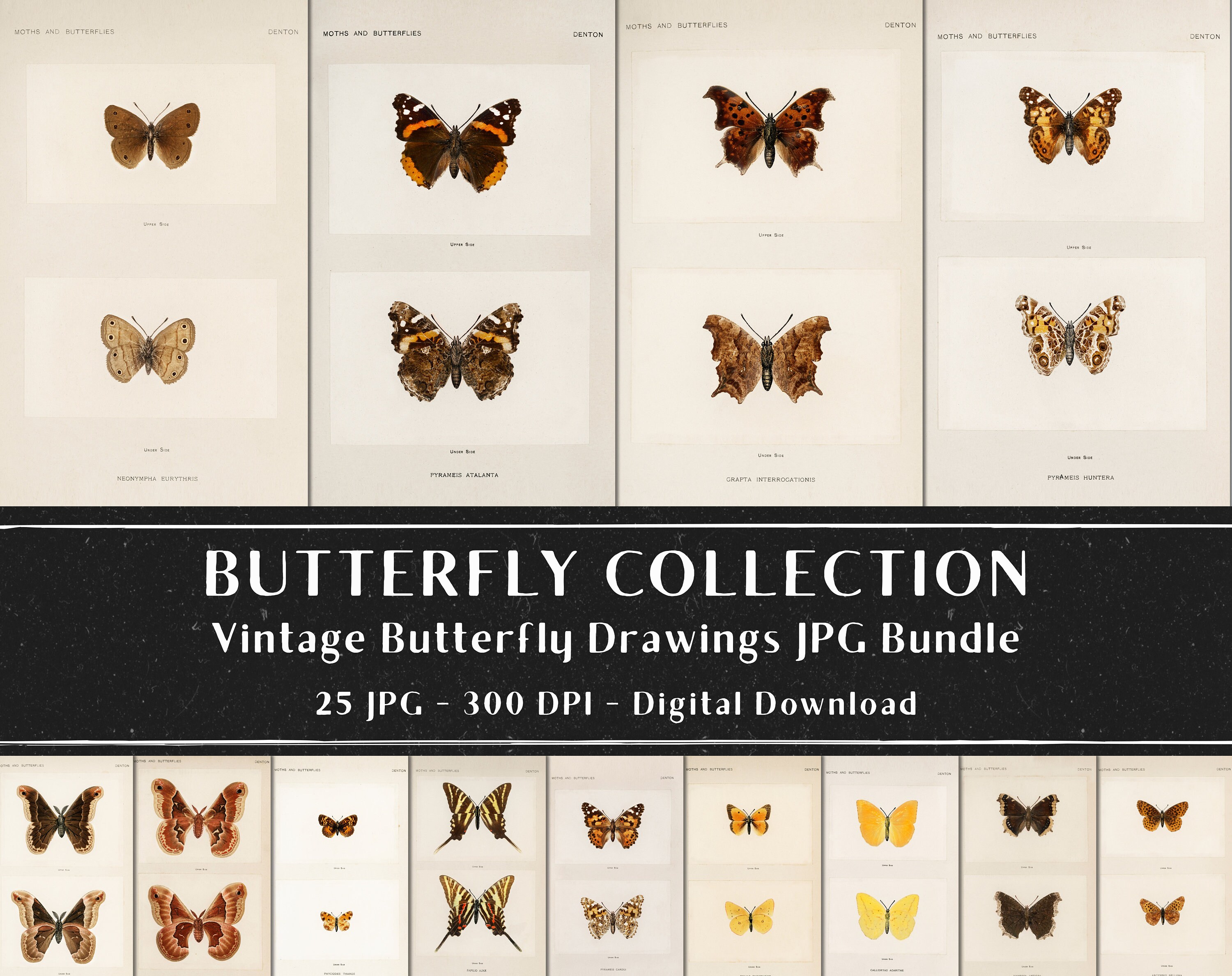 Vintage Butterfly Drawings Bundle, 25 Butterfly Image, Butterflies Art ...
