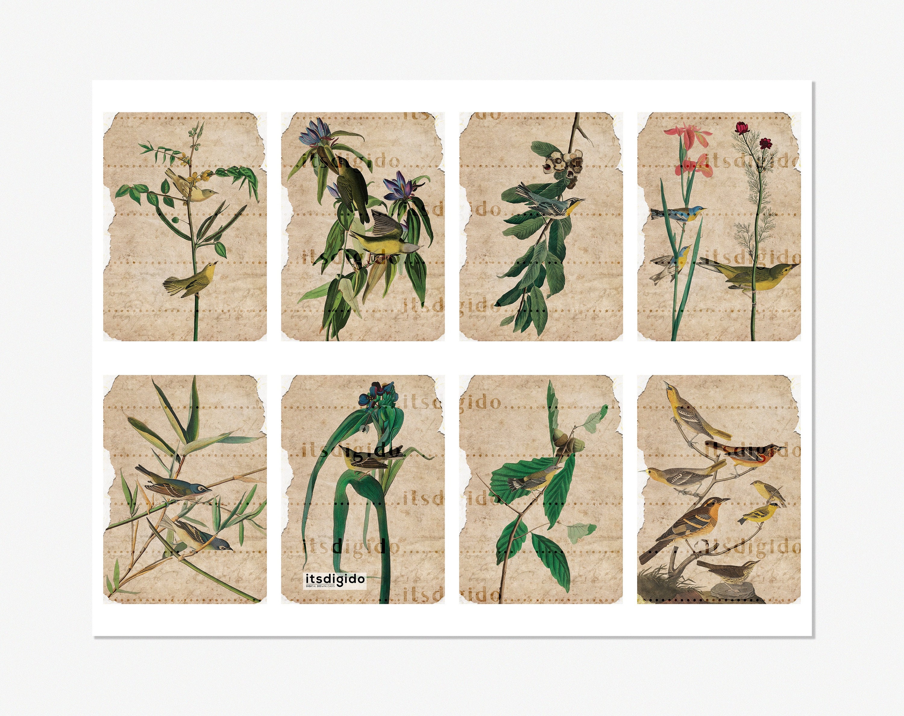 55 Beautiful Vintage Birds and Plants Illustrations Digital ATC Prints ...