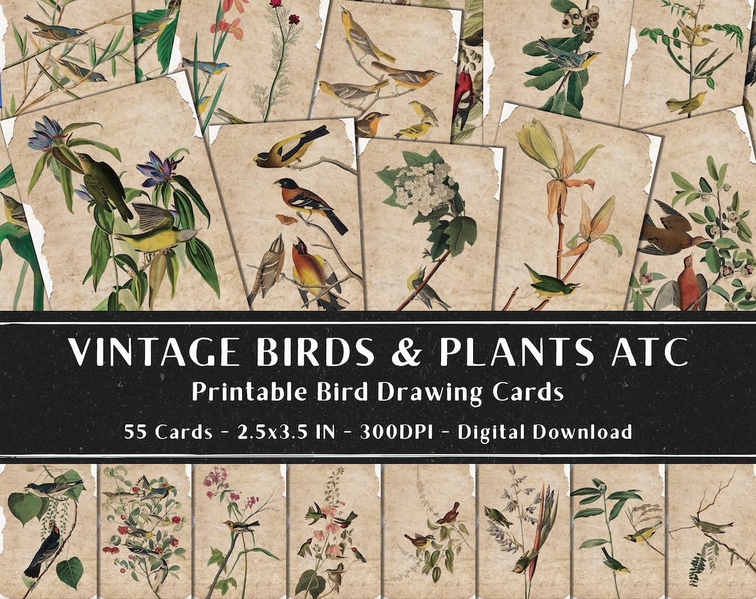 55 Beautiful Vintage Birds and Plants Illustrations Digital ATC Prints ...