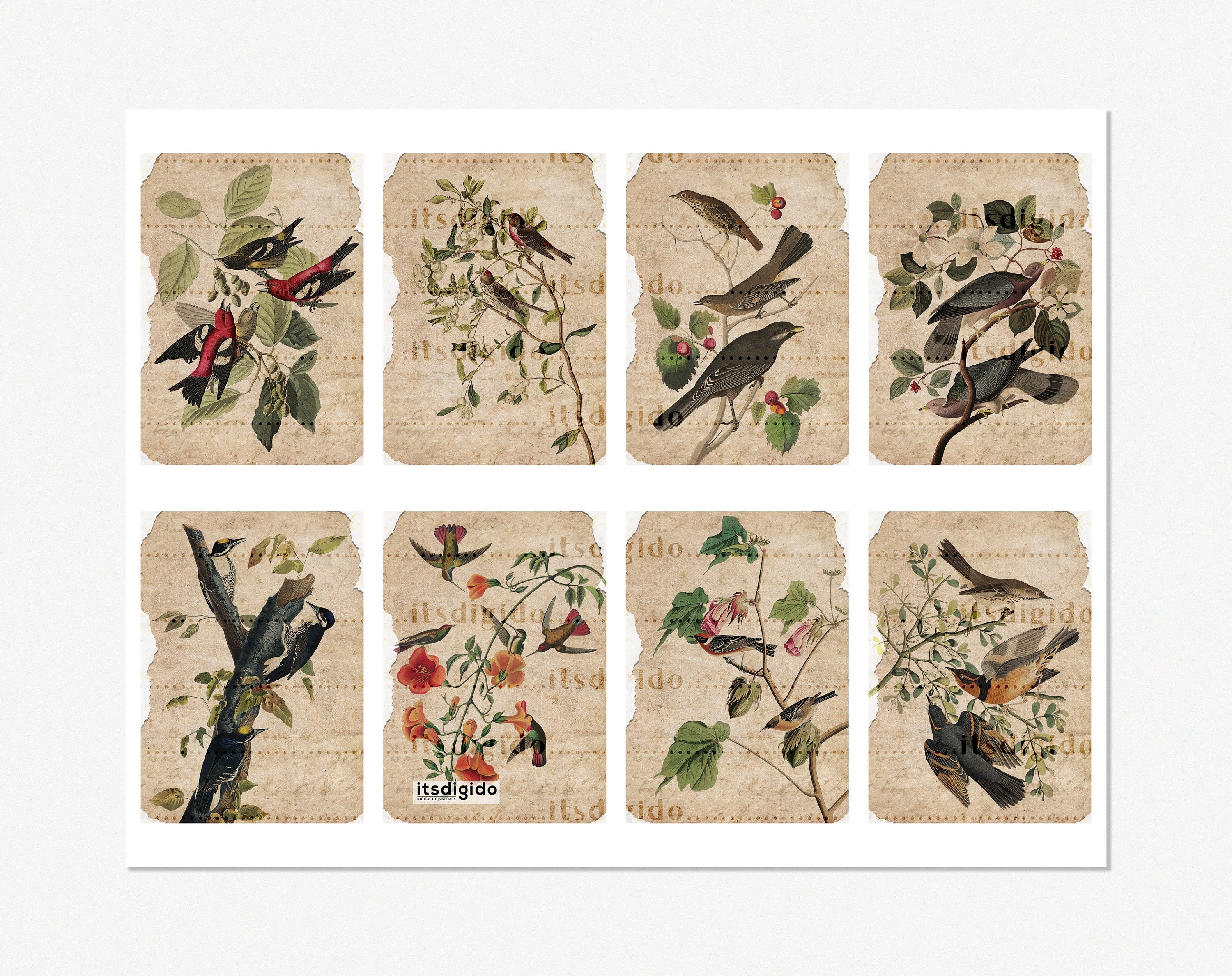 55 Beautiful Vintage Birds and Plants Illustrations Digital ATC Prints ...