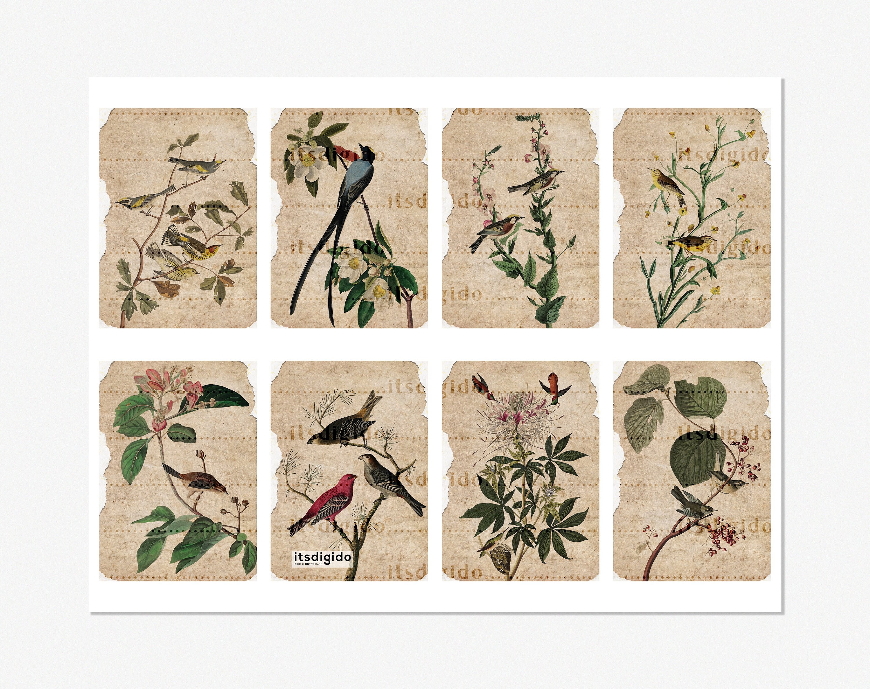55 Beautiful Vintage Birds and Plants Illustrations Digital ATC Prints ...