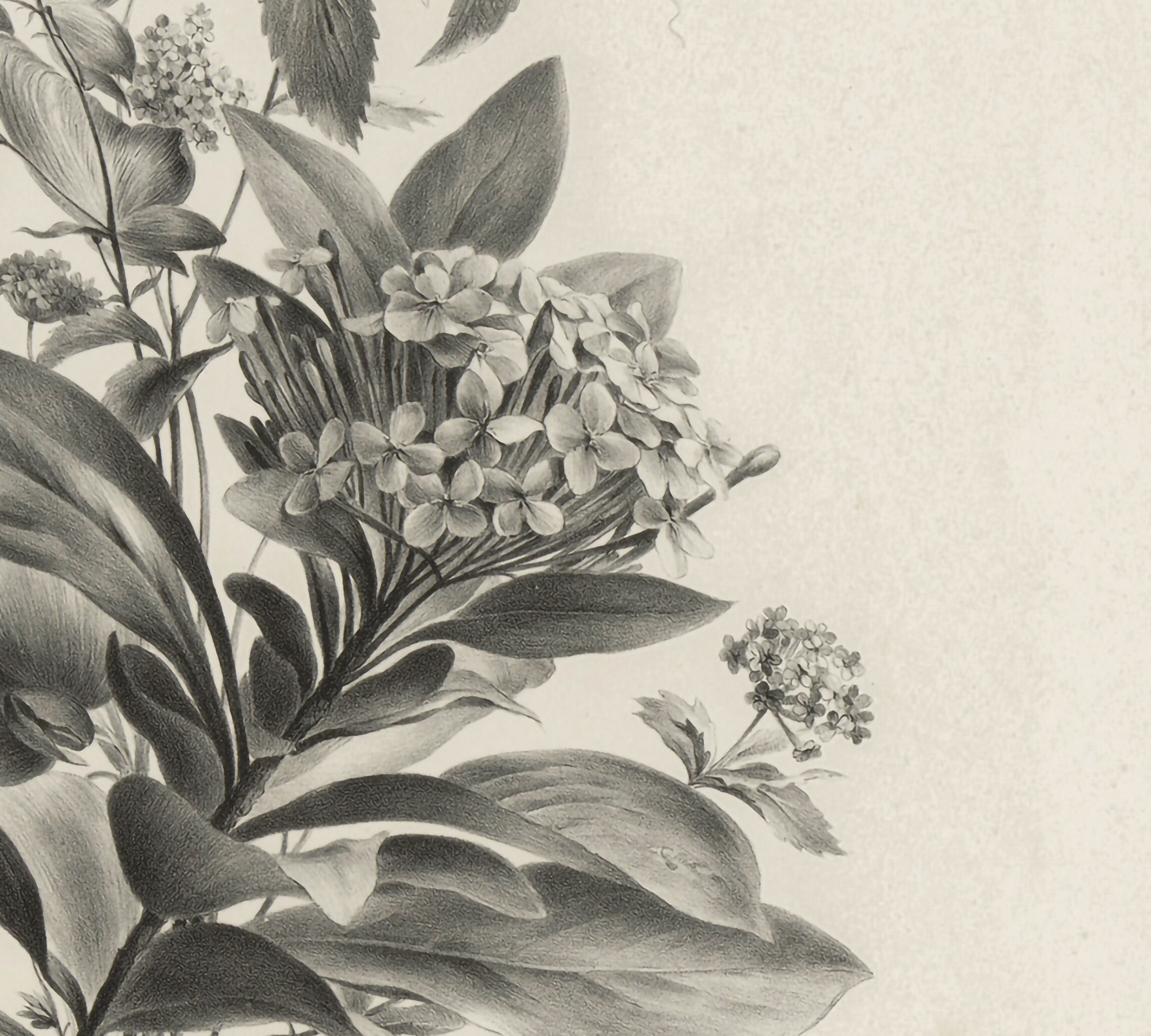 Vintage Sketch Country Flowers Printable Vintage Botanical - Etsy